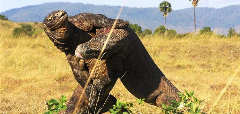 Population - Komodotrips.com