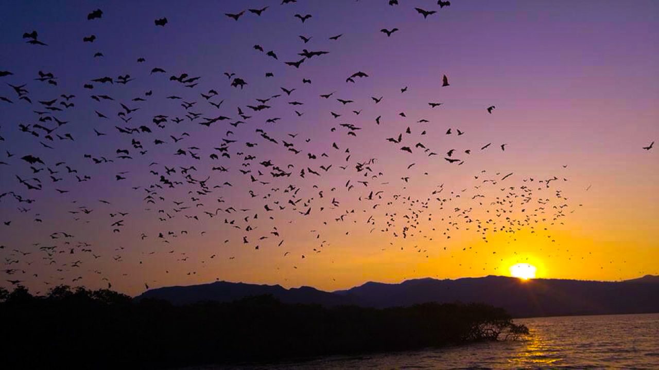 Kalong Island - Komodotrips.com
